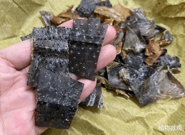 2021蛤蚧多少钱一斤_蛤蚧价格走势分析-第3张图片-山城妙识 2021蛤蚧多少钱一斤_蛤蚧价格走势分析-第3张图片-山城妙识