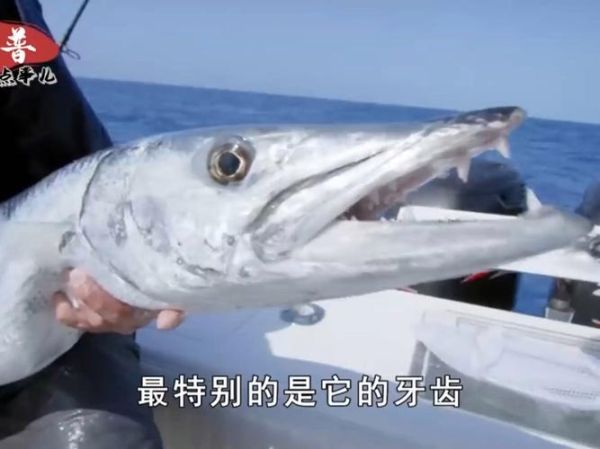 海狼鱼长什么样_海狼鱼有毒吗-第1张图片-山城妙识