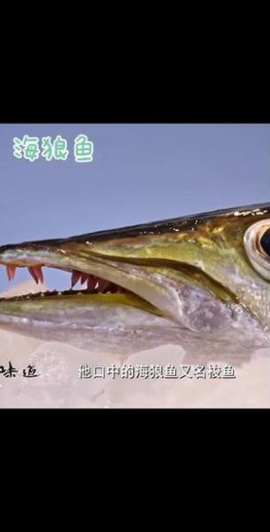 海狼鱼长什么样_海狼鱼有毒吗-第3张图片-山城妙识