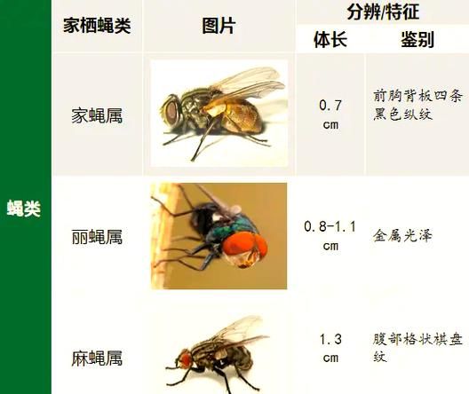 苍蝇吃什么_苍蝇为什么吃腐烂食物-第2张图片-山城妙识 苍蝇吃什么_苍蝇为什么吃腐烂食物-第2张图片-山城妙识