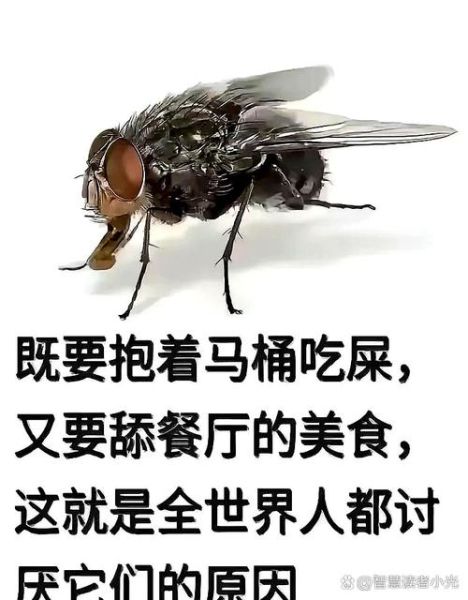 苍蝇吃什么_苍蝇为什么吃腐烂食物-第1张图片-山城妙识 苍蝇吃什么_苍蝇为什么吃腐烂食物-第1张图片-山城妙识