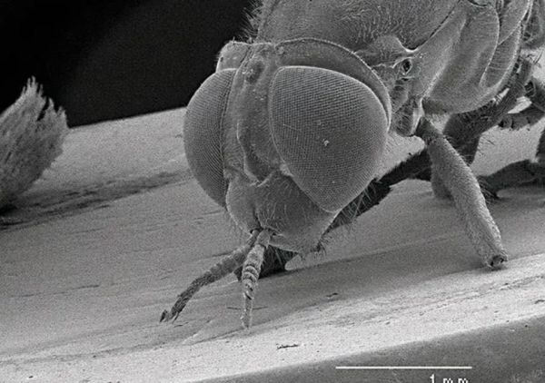 苍蝇吃什么_苍蝇为什么吃腐烂食物-第3张图片-山城妙识 苍蝇吃什么_苍蝇为什么吃腐烂食物-第3张图片-山城妙识