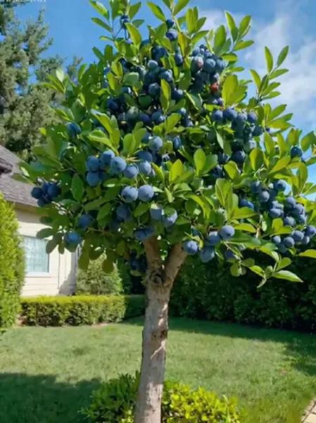 蓝莓树长什么样_蓝莓树图片大全怎么找-第1张图片-山城妙识