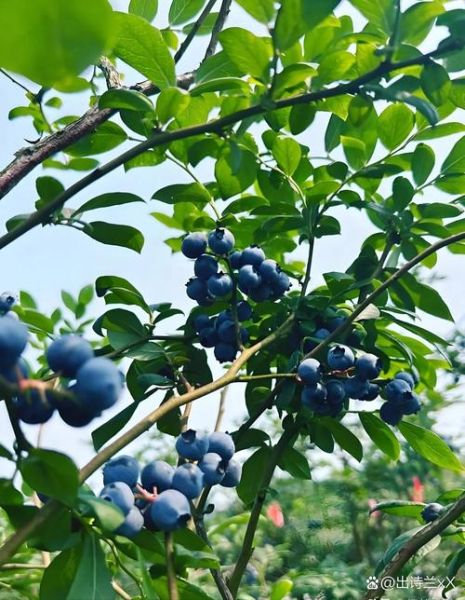 蓝莓树长什么样_蓝莓树图片大全怎么找-第3张图片-山城妙识