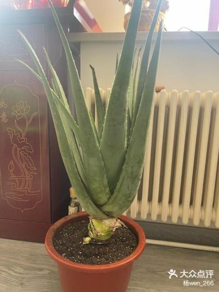 芦荟灌肤多久做一次_芦荟灌肤的正确步骤-第3张图片-山城妙识 芦荟灌肤多久做一次_芦荟灌肤的正确步骤-第3张图片-山城妙识