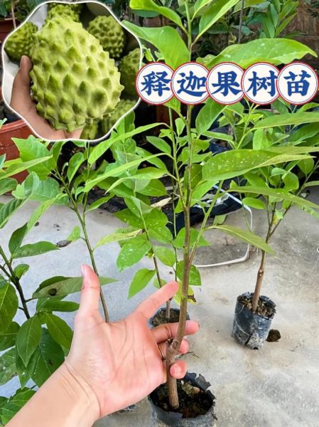 释迦果树怎么种植_释迦果树几年结果-第1张图片-山城妙识 释迦果树怎么种植_释迦果树几年结果-第1张图片-山城妙识