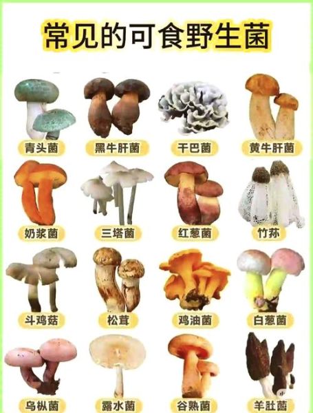 东北野生蘑菇种类有哪些_如何辨别可食用品种-第1张图片-山城妙识 东北野生蘑菇种类有哪些_如何辨别可食用品种-第1张图片-山城妙识