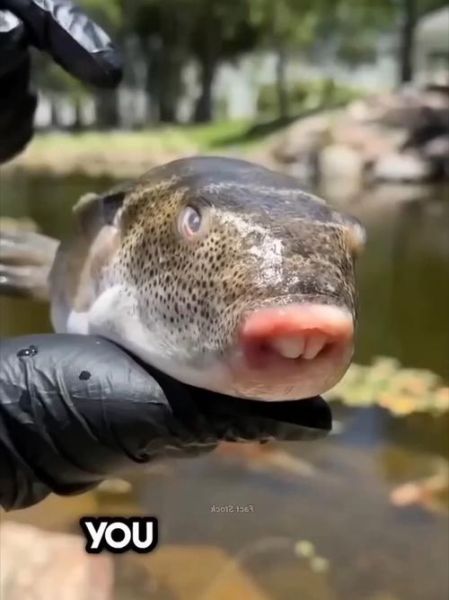 河豚有毒吗_河豚毒素中毒症状-第1张图片-山城妙识