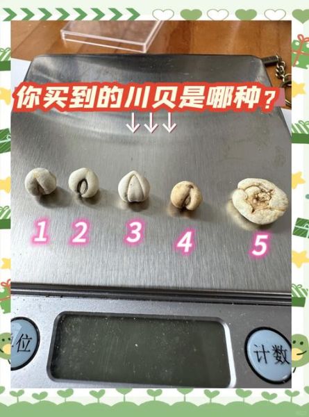 川贝和川贝母一样吗_川贝与川贝母区别-第1张图片-山城妙识 川贝和川贝母一样吗_川贝与川贝母区别-第1张图片-山城妙识