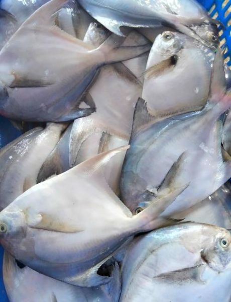 淡水鲳鱼有几种_淡水鲳鱼常见品种图片对比-第2张图片-山城妙识 淡水鲳鱼有几种_淡水鲳鱼常见品种图片对比-第2张图片-山城妙识