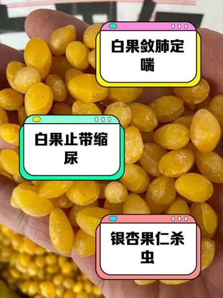 白果的正确吃法与功效_怎么去外壳-第1张图片-山城妙识 白果的正确吃法与功效_怎么去外壳-第1张图片-山城妙识