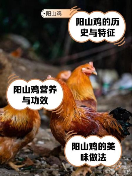 山鸡养殖技术_山鸡养殖成本和利润-第1张图片-山城妙识 山鸡养殖技术_山鸡养殖成本和利润-第1张图片-山城妙识