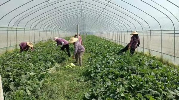 菜瓜图片大全大图_菜瓜长什么样-第1张图片-山城妙识