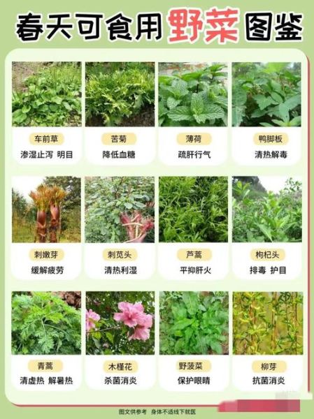可食用野菜有哪些_野菜图片识别方法-第1张图片-山城妙识 可食用野菜有哪些_野菜图片识别方法-第1张图片-山城妙识