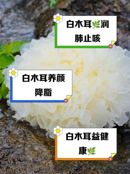 白木耳不能和什么一起吃_白木耳禁忌人群有哪些-第3张图片-山城妙识