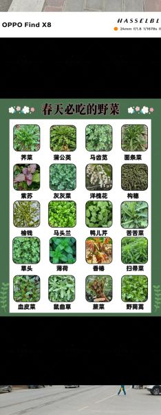 可食用野菜有哪些_野菜图片识别方法-第2张图片-山城妙识 可食用野菜有哪些_野菜图片识别方法-第2张图片-山城妙识