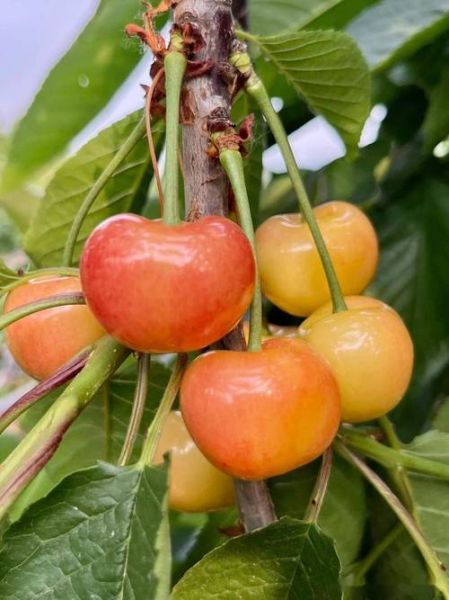 大樱桃品种大全_大樱桃哪个品种最好吃-第1张图片-山城妙识