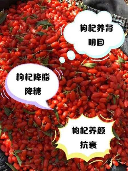 吃一个月枸杞壮阳效果怎么样_枸杞补肾多久见效-第1张图片-山城妙识