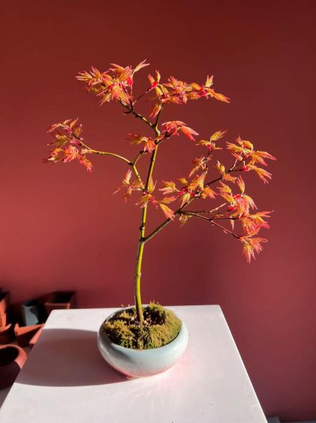 枫树怎么养_枫树叶子变红的原因-第3张图片-山城妙识 枫树怎么养_枫树叶子变红的原因-第3张图片-山城妙识