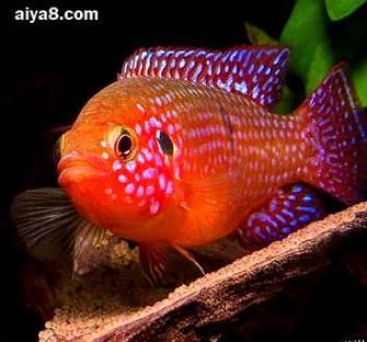 红萝卜鱼怎么养_红萝卜鱼能活多久-第2张图片-山城妙识 红萝卜鱼怎么养_红萝卜鱼能活多久-第2张图片-山城妙识