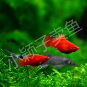 红萝卜鱼怎么养_红萝卜鱼能活多久-第3张图片-山城妙识 红萝卜鱼怎么养_红萝卜鱼能活多久-第3张图片-山城妙识