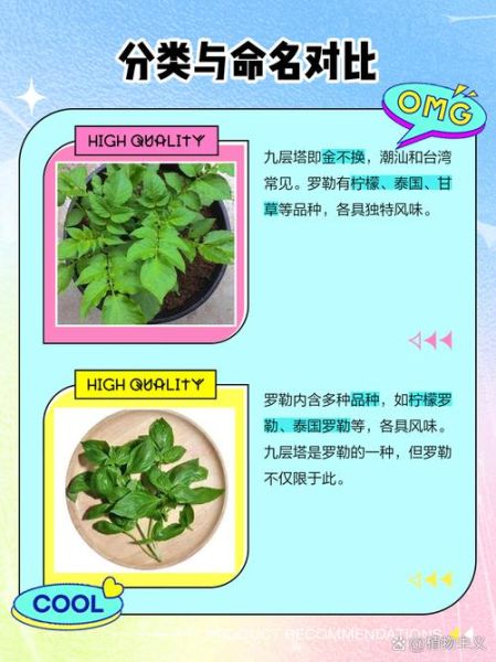 罗勒叶和九层塔一样吗_区别与用途全解析-第1张图片-山城妙识 罗勒叶和九层塔一样吗_区别与用途全解析-第1张图片-山城妙识