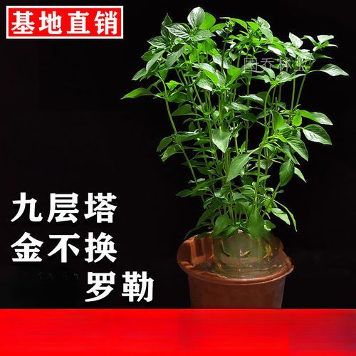 罗勒叶和九层塔一样吗_区别与用途全解析-第3张图片-山城妙识 罗勒叶和九层塔一样吗_区别与用途全解析-第3张图片-山城妙识