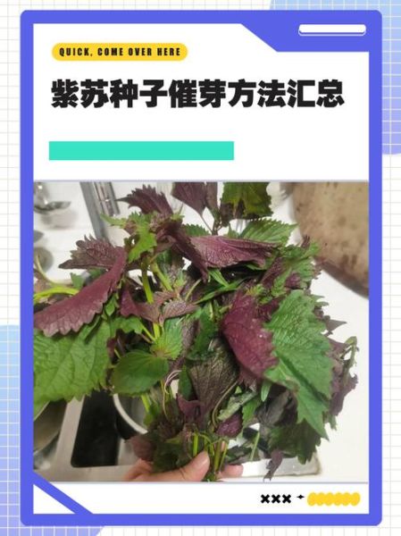 紫苏种子怎么种_紫苏种子几天发芽-第2张图片-山城妙识 紫苏种子怎么种_紫苏种子几天发芽-第2张图片-山城妙识