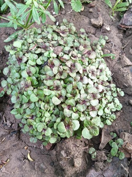 紫苏种子怎么种_紫苏种子几天发芽-第1张图片-山城妙识 紫苏种子怎么种_紫苏种子几天发芽-第1张图片-山城妙识