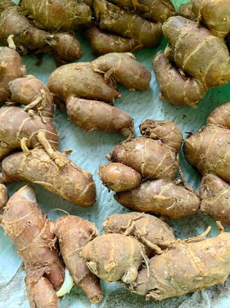 鲜沙姜图片_鲜沙姜怎么保存-第2张图片-山城妙识