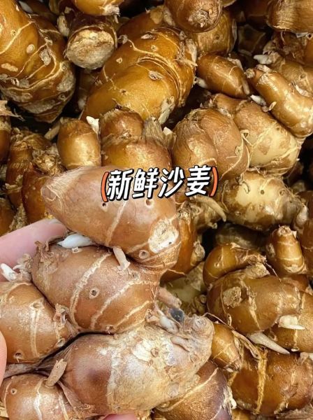 鲜沙姜图片_鲜沙姜怎么保存-第3张图片-山城妙识