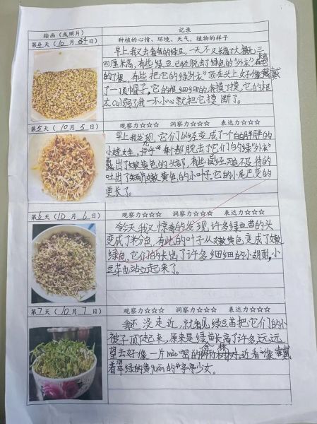 绿豆发芽需要几天_绿豆发芽记录表格怎么看-第3张图片-山城妙识 绿豆发芽需要几天_绿豆发芽记录表格怎么看-第3张图片-山城妙识