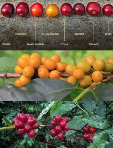 哥伦比亚咖啡豆和阿拉比卡咖啡豆区别_哪个更好喝-第3张图片-山城妙识 哥伦比亚咖啡豆和阿拉比卡咖啡豆区别_哪个更好喝-第3张图片-山城妙识