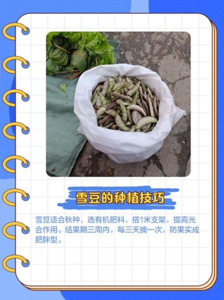 雪豆和豌豆的区别_哪个营养价值更高-第2张图片-山城妙识 雪豆和豌豆的区别_哪个营养价值更高-第2张图片-山城妙识