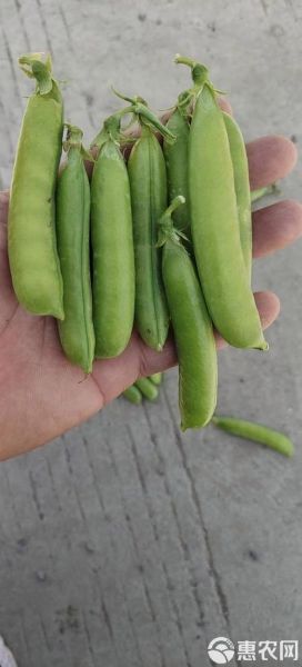 豌豆荚怎么下载安装_豌豆荚安全吗-第1张图片-山城妙识 豌豆荚怎么下载安装_豌豆荚安全吗-第1张图片-山城妙识