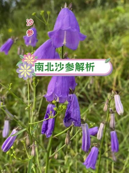 北沙参的功效与作用_适合哪些人群吃-第2张图片-山城妙识 北沙参的功效与作用_适合哪些人群吃-第2张图片-山城妙识