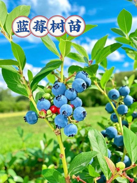 蓝莓树长什么样_蓝莓树怎么种植-第3张图片-山城妙识 蓝莓树长什么样_蓝莓树怎么种植-第3张图片-山城妙识
