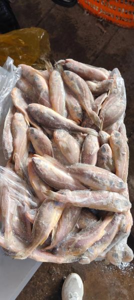 冰冻小黄鱼怎么做好吃_冰冻小黄鱼的家常做法-第1张图片-山城妙识 冰冻小黄鱼怎么做好吃_冰冻小黄鱼的家常做法-第1张图片-山城妙识