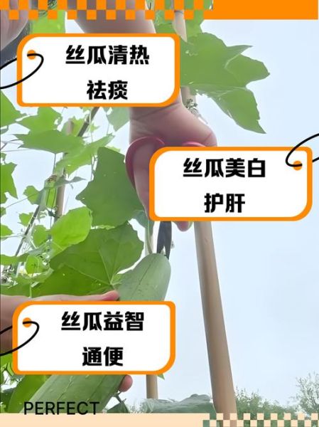 丝瓜的功效与作用禁忌_丝瓜怎么吃最好-第3张图片-山城妙识 丝瓜的功效与作用禁忌_丝瓜怎么吃最好-第3张图片-山城妙识