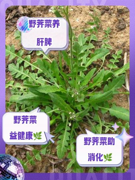 荠菜的营养价值_荠菜的功效与作用-第2张图片-山城妙识 荠菜的营养价值_荠菜的功效与作用-第2张图片-山城妙识