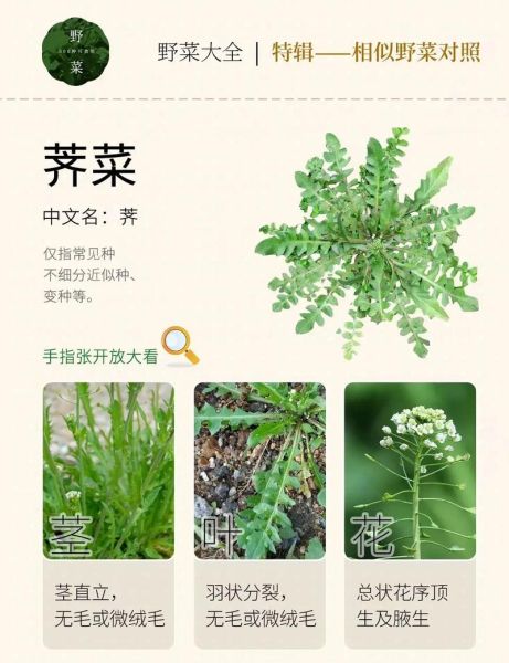 荠菜的营养价值_荠菜的功效与作用-第3张图片-山城妙识 荠菜的营养价值_荠菜的功效与作用-第3张图片-山城妙识