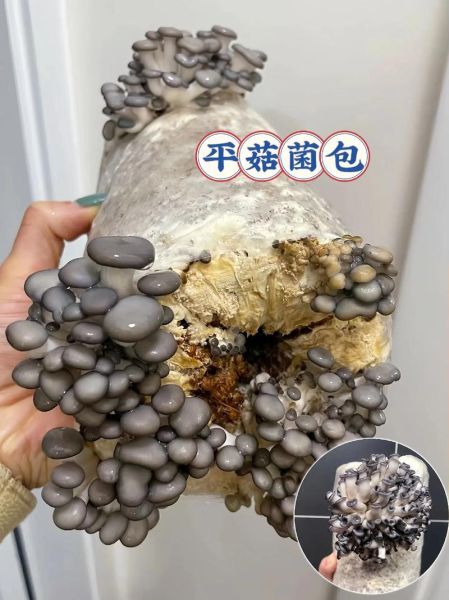 平菇馅包子怎么调馅好吃_平菇包子蒸多久才熟-第2张图片-山城妙识 平菇馅包子怎么调馅好吃_平菇包子蒸多久才熟-第2张图片-山城妙识