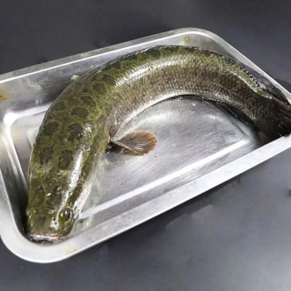 乌江鱼多少钱一斤_乌江鱼价格为什么差异大-第1张图片-山城妙识 乌江鱼多少钱一斤_乌江鱼价格为什么差异大-第1张图片-山城妙识