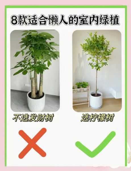 小面积室内养殖项目有哪些_适合新手吗-第1张图片-山城妙识