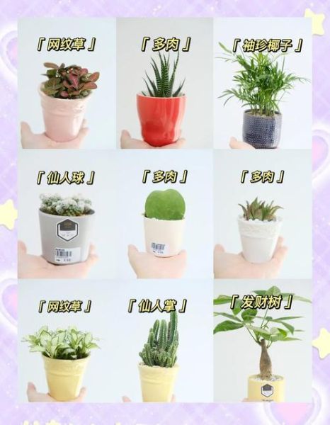 小面积室内养殖项目有哪些_适合新手吗-第3张图片-山城妙识