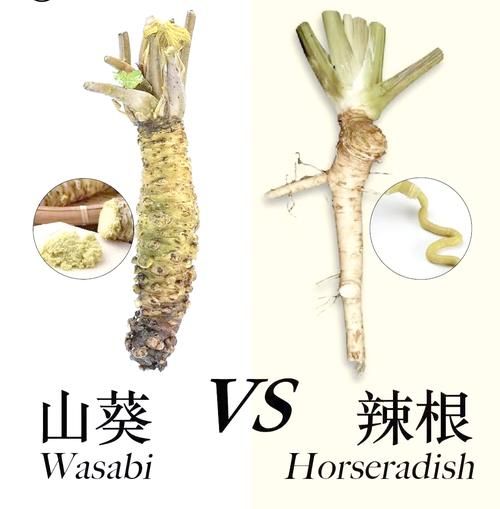 芥末植物长什么样_芥末和山葵的区别-第1张图片-山城妙识 芥末植物长什么样_芥末和山葵的区别-第1张图片-山城妙识