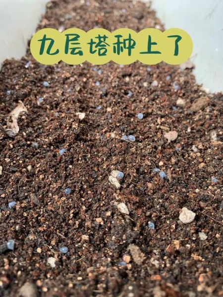 九层塔怎么种_九层塔什么时候播种-第1张图片-山城妙识 九层塔怎么种_九层塔什么时候播种-第1张图片-山城妙识