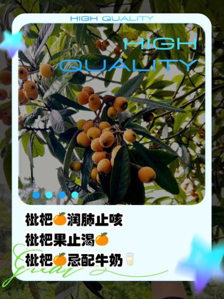 枇杷果的功效与作用禁忌_枇杷果哪些人不能吃-第2张图片-山城妙识 枇杷果的功效与作用禁忌_枇杷果哪些人不能吃-第2张图片-山城妙识