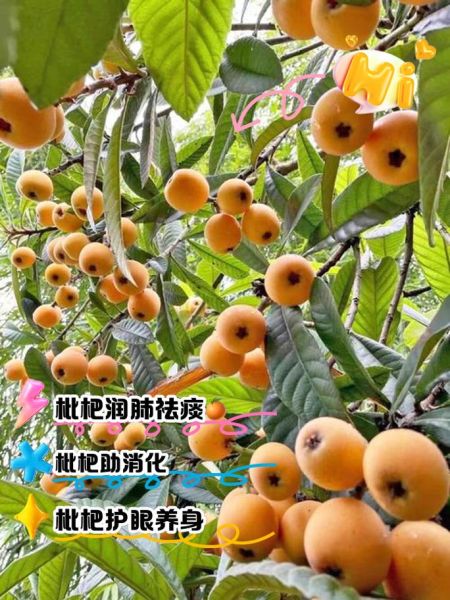 枇杷果的功效与作用禁忌_枇杷果哪些人不能吃-第3张图片-山城妙识 枇杷果的功效与作用禁忌_枇杷果哪些人不能吃-第3张图片-山城妙识