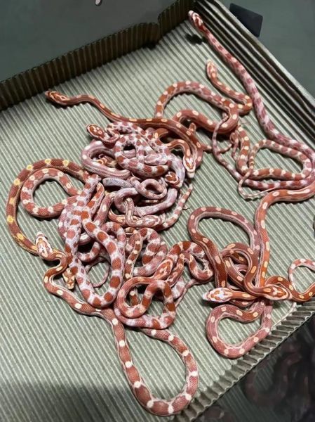 玉米蛇品种大全图片_玉米蛇哪个品种最好养-第2张图片-山城妙识 玉米蛇品种大全图片_玉米蛇哪个品种最好养-第2张图片-山城妙识